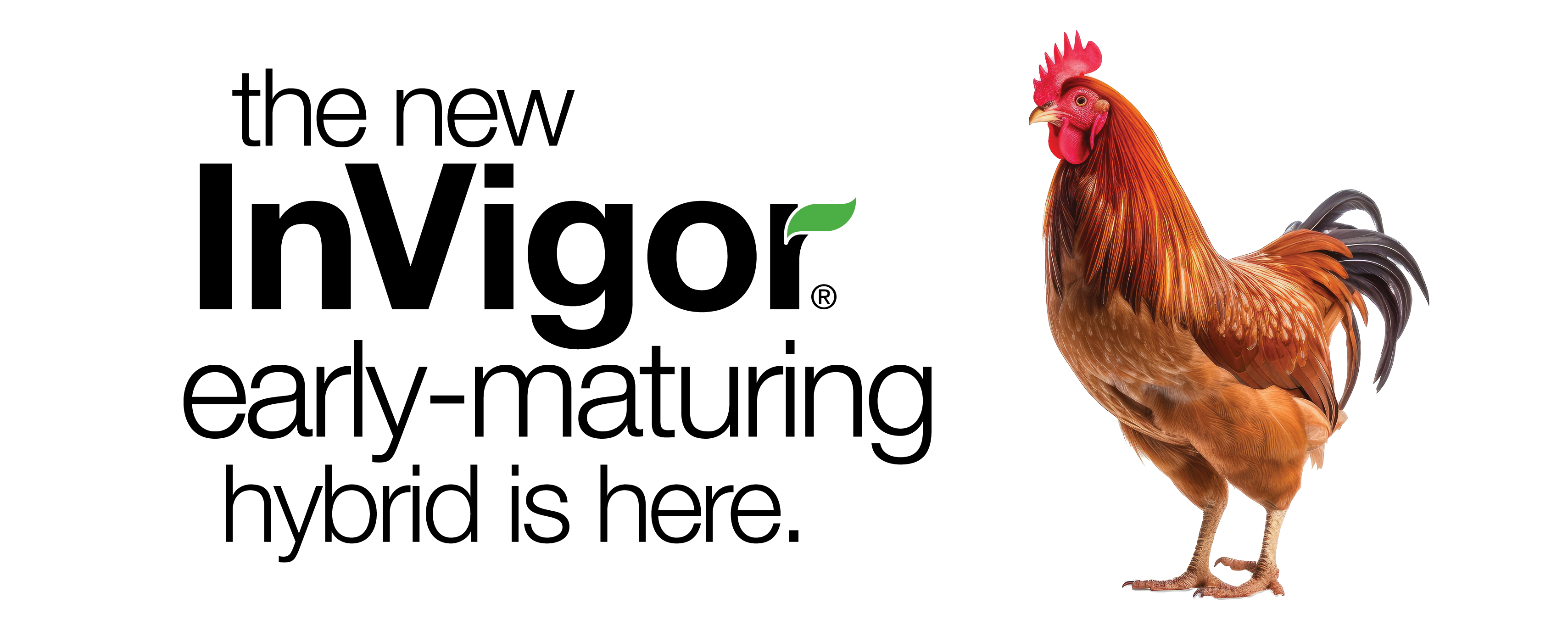 InVigor® Canola | Seeds | Agriculture | BASF